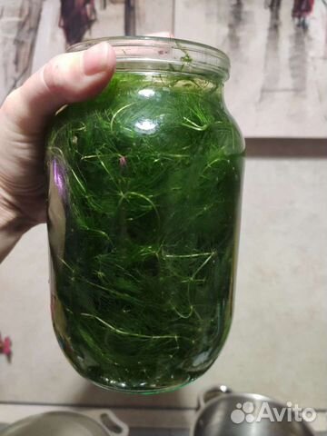 Роголистник литровая банка