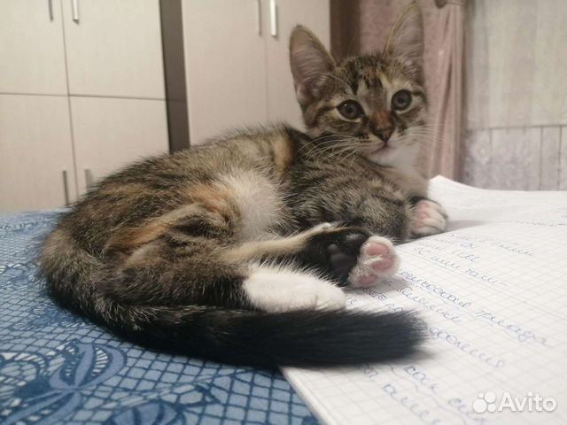 Милая и умная котейка ищет любящего хозяина