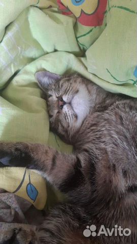 Кошка Таша - нежная девочка с окрасом табби