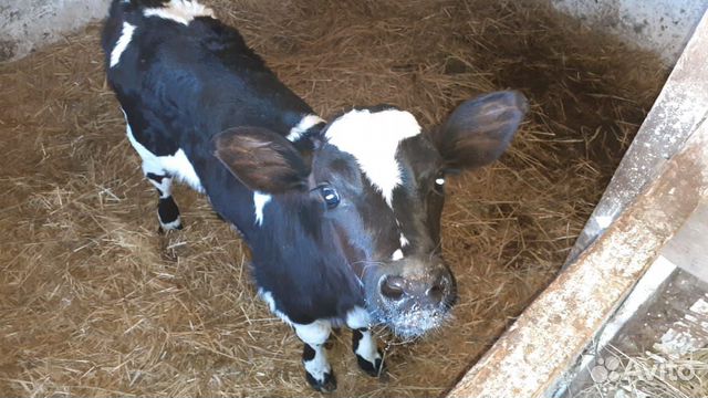 Бычок и телочка