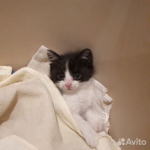 Котенок, 1 месяц
