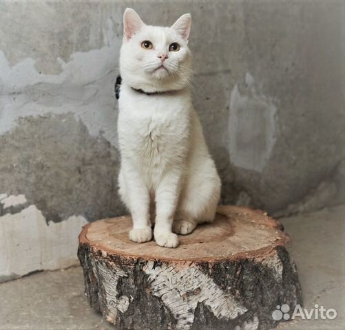 Беленький ищет дом