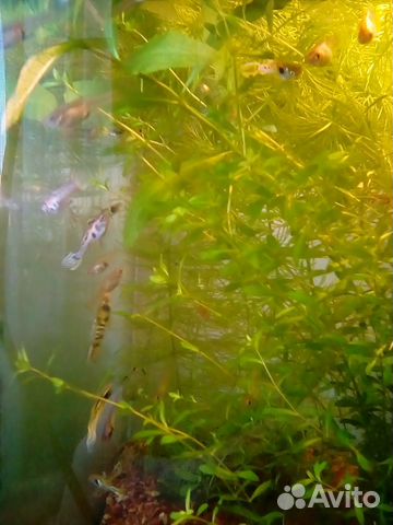 Гуппи,подростки 3 самца плюс 4 самки, за100 р