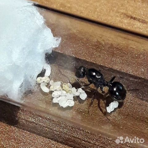 Муравьи разные виды в наличии Пермь
