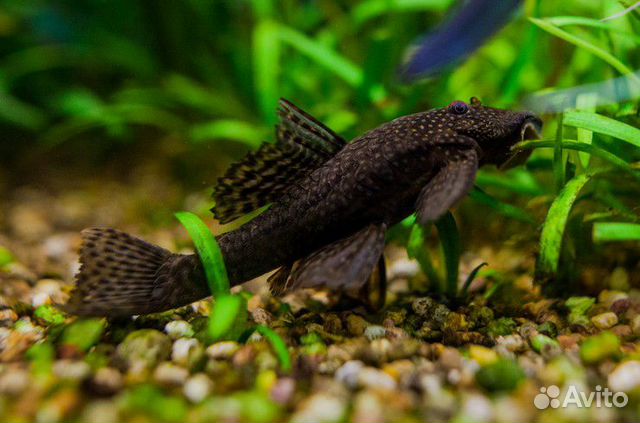 Отдаю бесплатно сомов-анциструсов