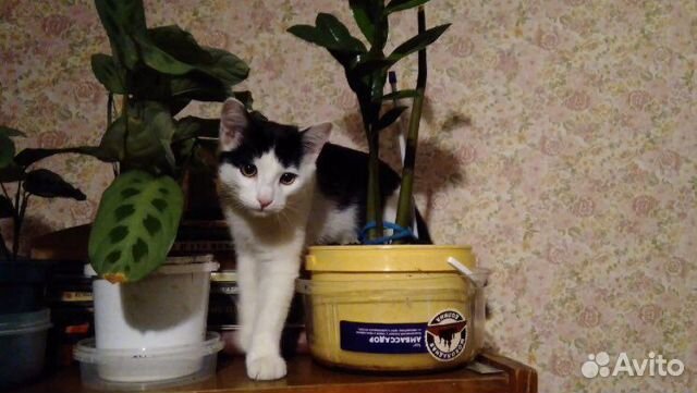 Котенок ищет дом