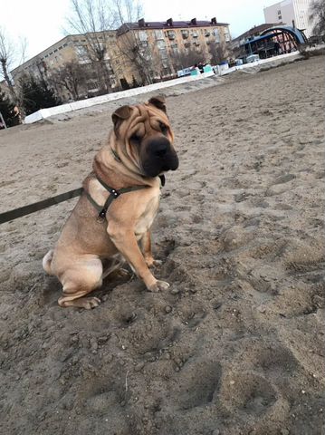 Шар-пей вязка
