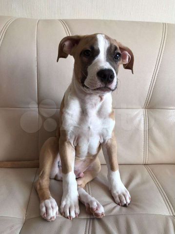 Стаффордширский терьер щенки щенок