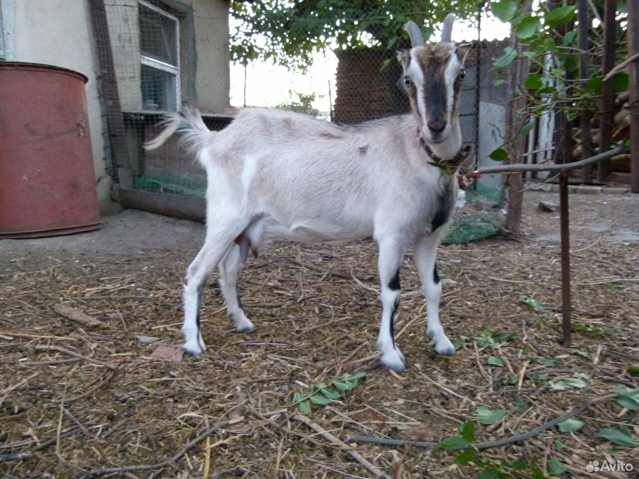 Коза дойная