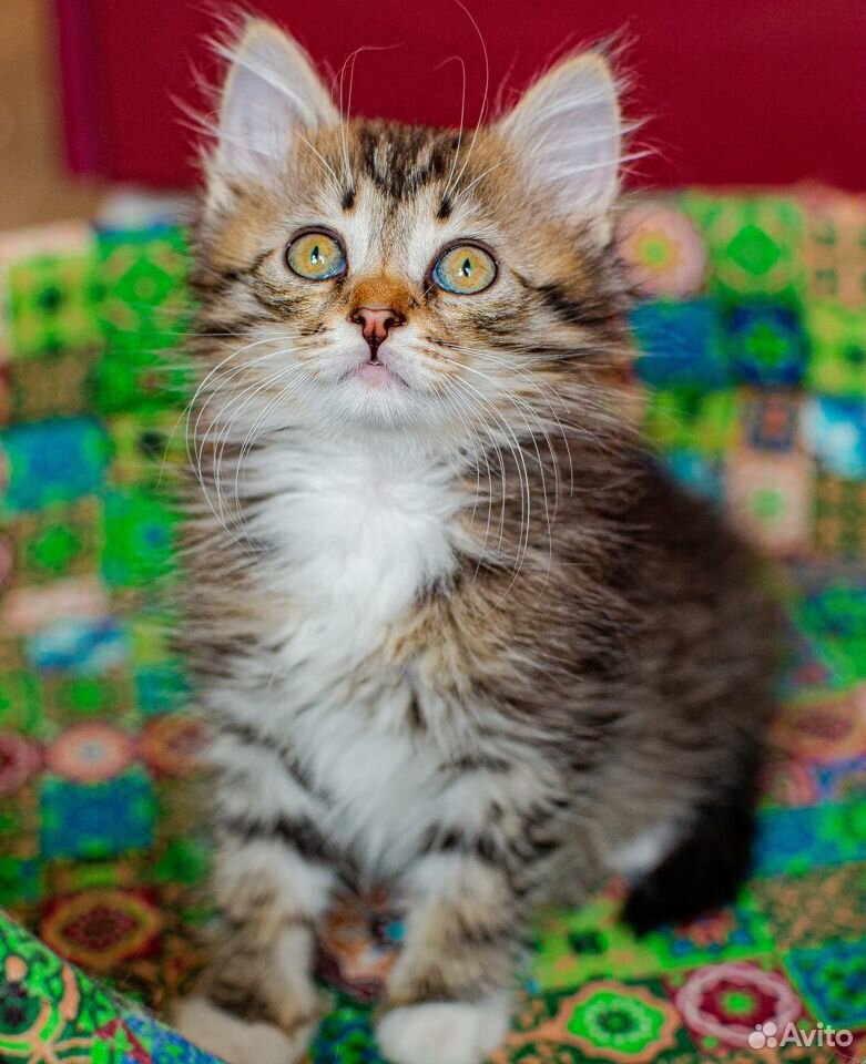 Котята в добрые руки в Колпино