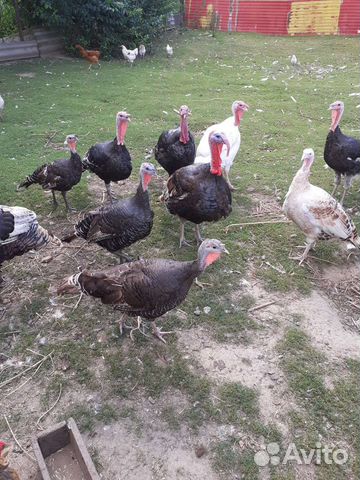 Индюки индюшки индейки