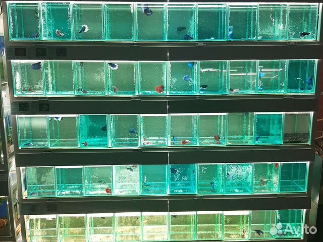 Петушки супердельта 150шт