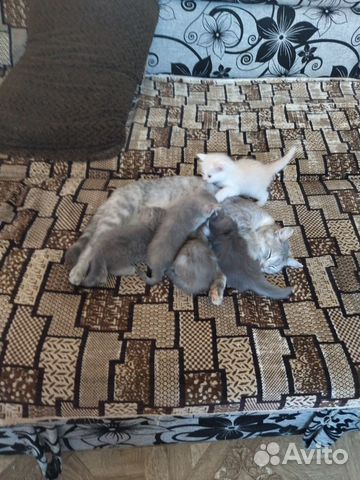 Отдам даром бесплатно 4 котика и одна кошечка
