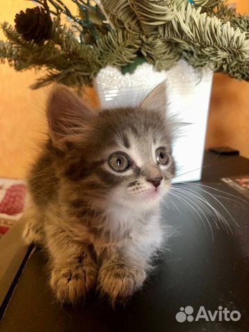 Котенокв добрые руки