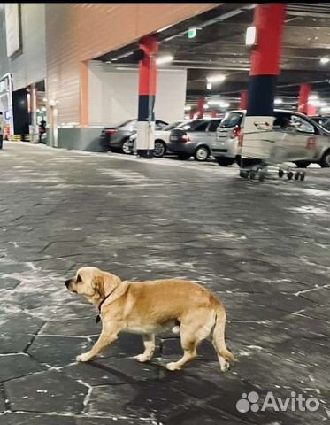 Собака потеряшка