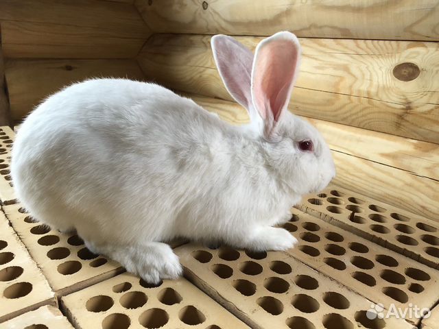 Кролики паноны