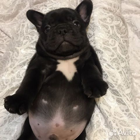 Французский бульдог