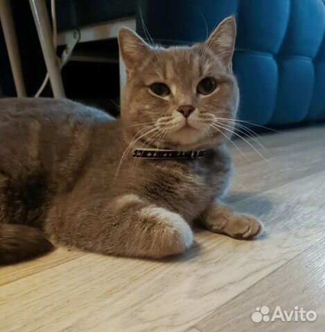 Британская кошка бесплатно