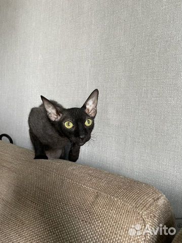 Канадский сфинкс браш