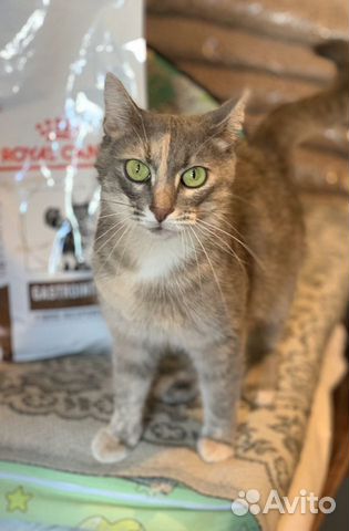 Кошки бесплатно