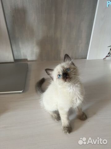 Невские маскарадные котята