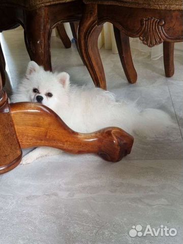 Белый померанский шпиц мальчик 9 мес