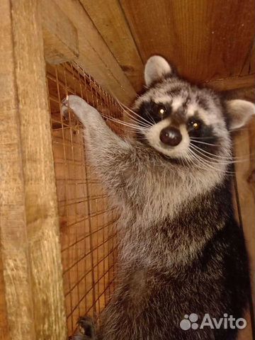 Енот полоскун