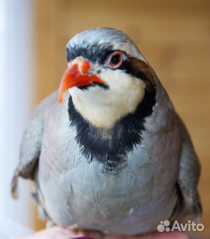 Пара молоденьких кекликов