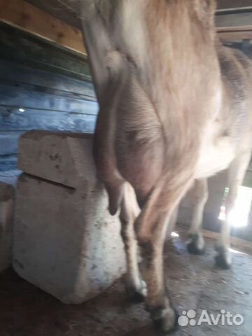 Козы алпийско-нубийские гибриды