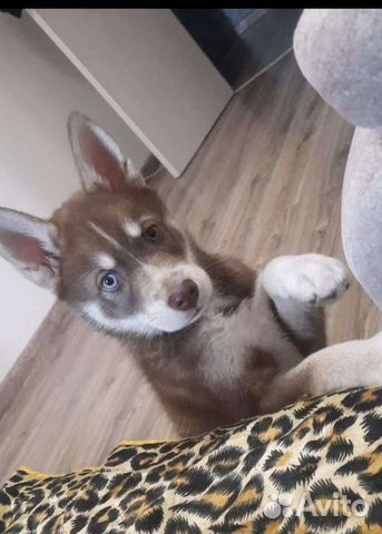 Щенок хаски, 3 месяца, в добрые руки