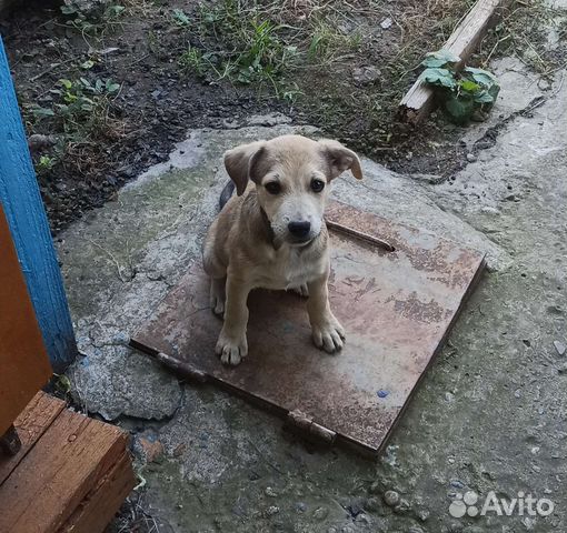 Отдам щенка девочку дворнягу в хорошие руки