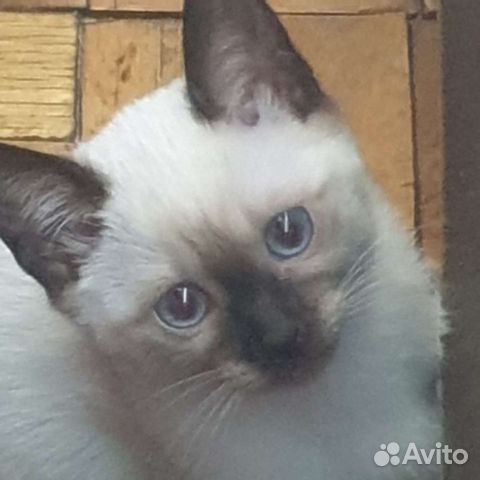 Котята тайской кошки