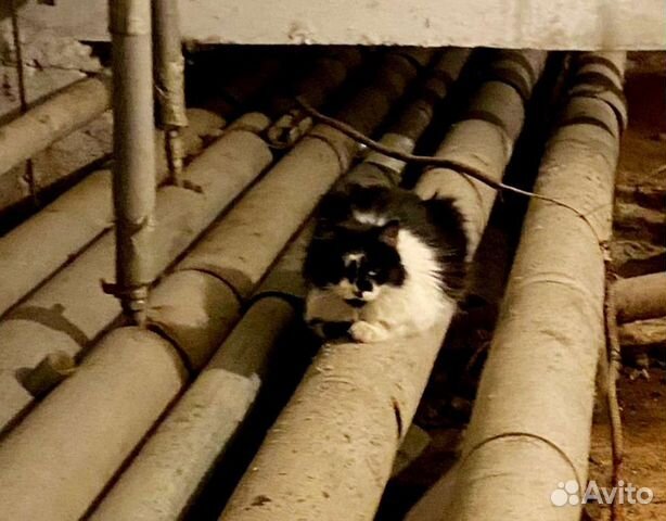 Больной кошке нужна помощь и дом