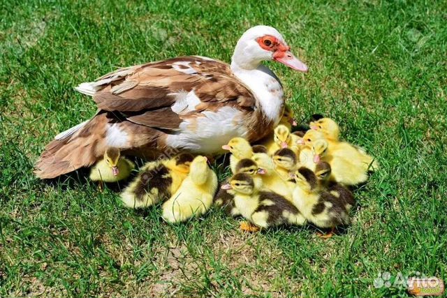 Продаются недельные индоутята