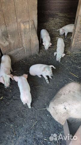 Поросята ландрас