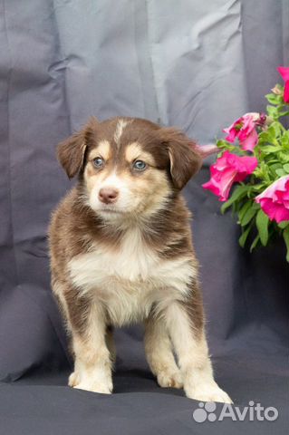 Шоколадный щенок Иртыш ищет дом