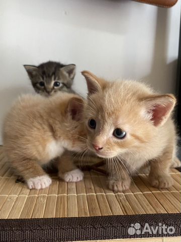 Котята в добрые руки бесплатно