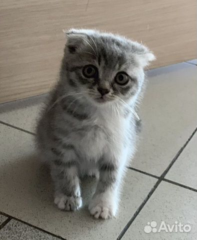 Шотландская вислоухая кошка бесплатно