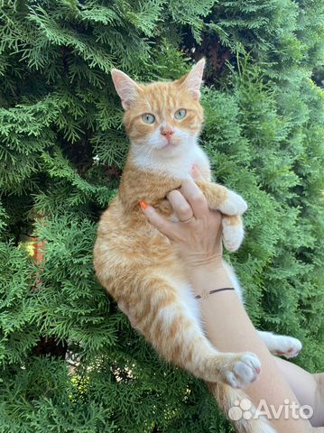 Кот