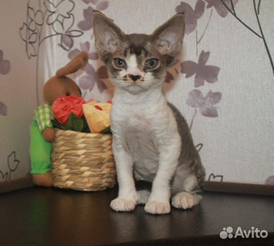 Малыш девон-рекс, мальчик