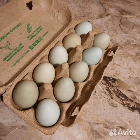 Инкубационное яйцо амераукана