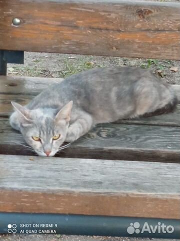 Кошка