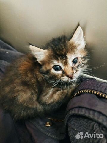 Отдам в добрые руки счастливые комочки