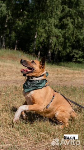 Добрая собака Василиса ждет своего человека