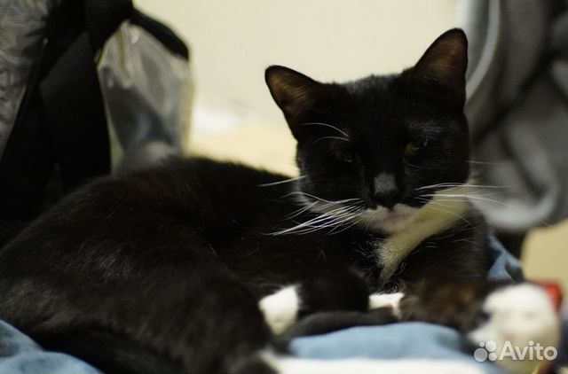 Очень ласковая девочка с белыми лапками 1,5 года