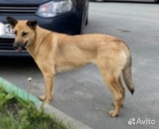 Собака бесплатно