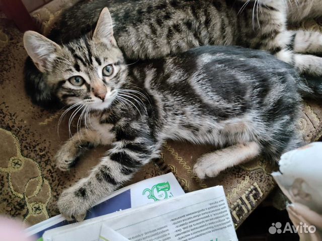 Котенок ищет дом