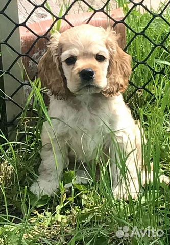 Американский коккер спаниель