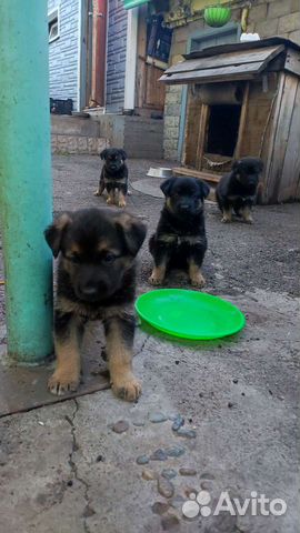 Щенки немецкой овчарки