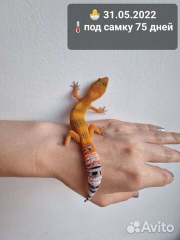 Эублефары cross Blood